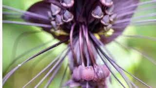 Bat flower care/Tacca chantieri