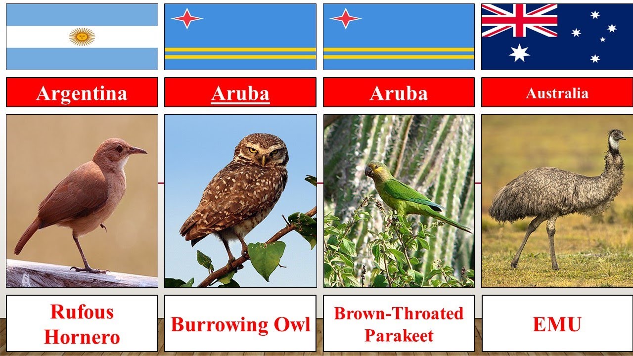 National Birds From Different Countries (Part 01) | World Web - YouTube