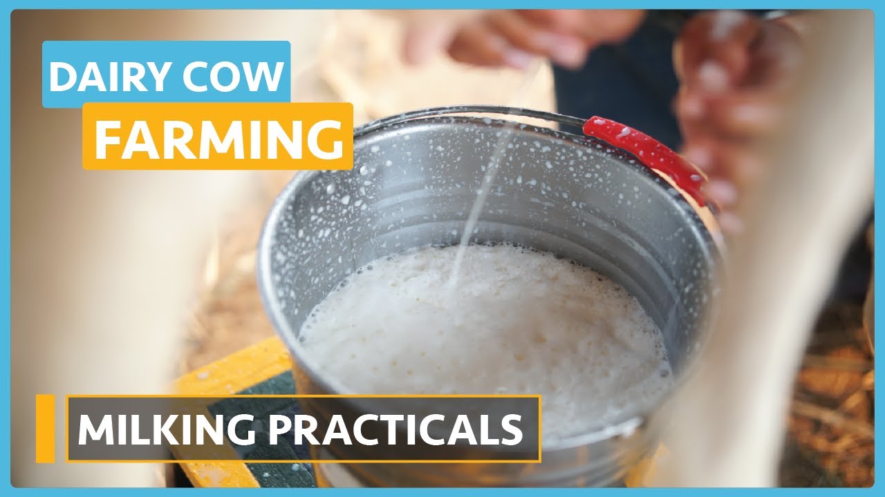 Dairy Cow Farming (Lesson 10) - Milking Practical - YouTube