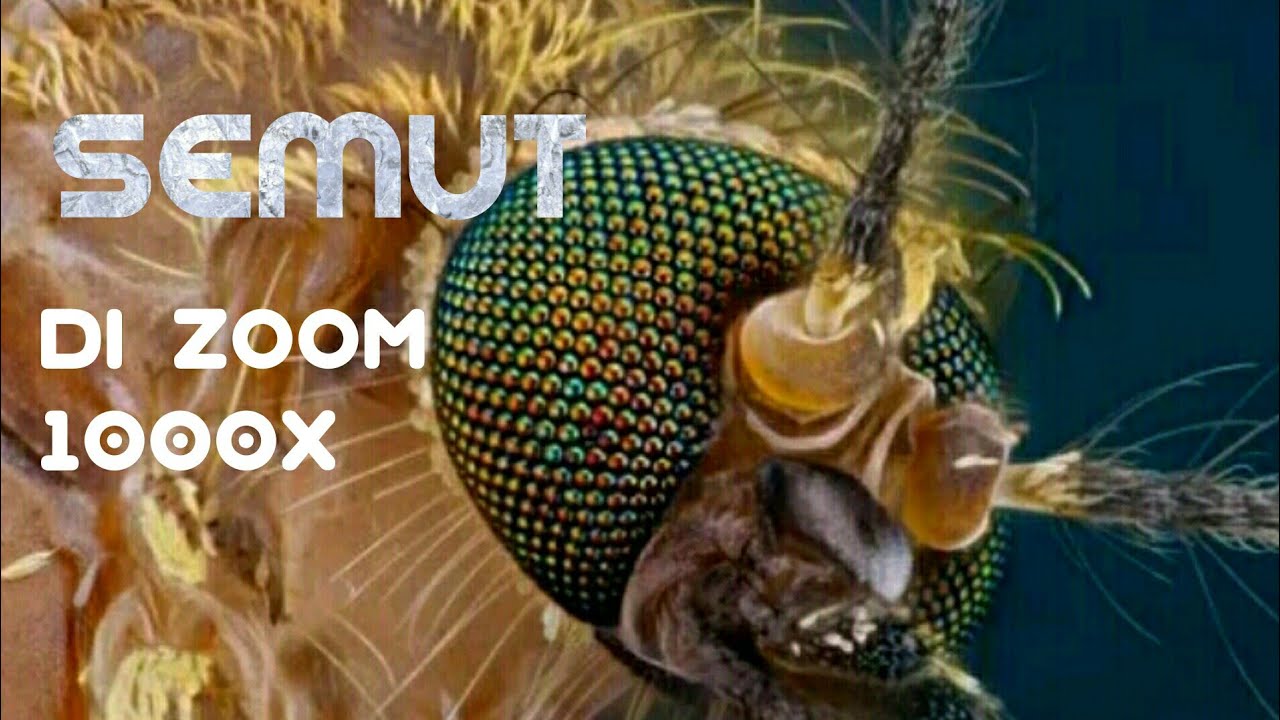 Biologi semut di zoom 1000x pake digital mikroskop - YouTube