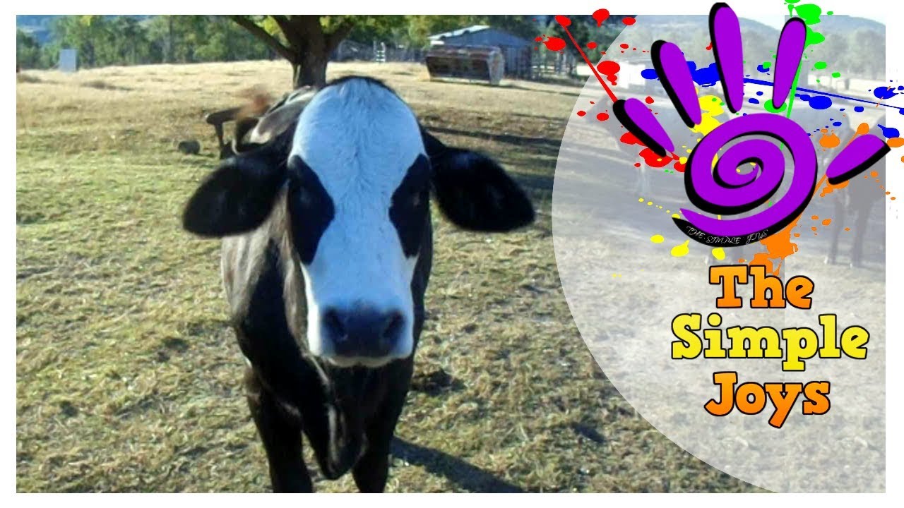 Who Was That Masked Cow ? Horse,Cows & Geese @ the Farm! - YouTube