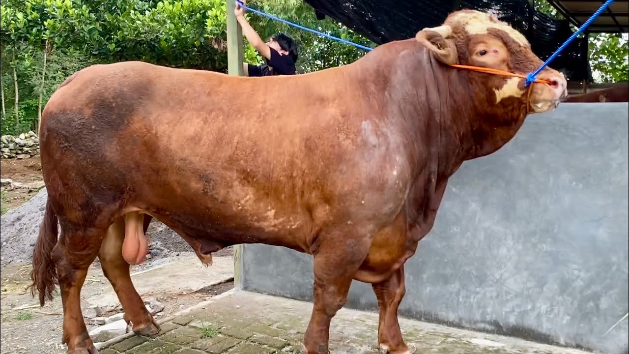 💕💖ABSEN SAPI SAPI TERBESAR WONOGIRI ️ ️ - YouTube