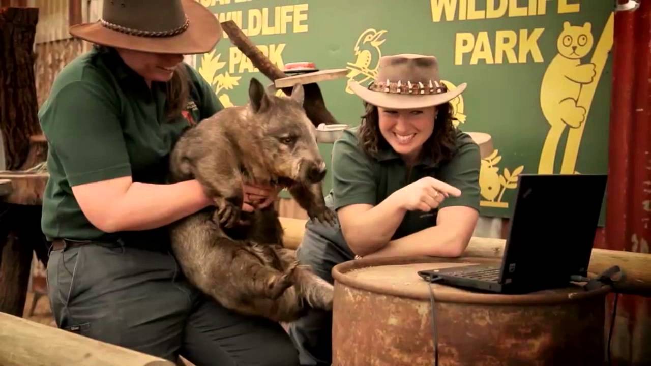 Skype "Animal Family Portrait" - YouTube