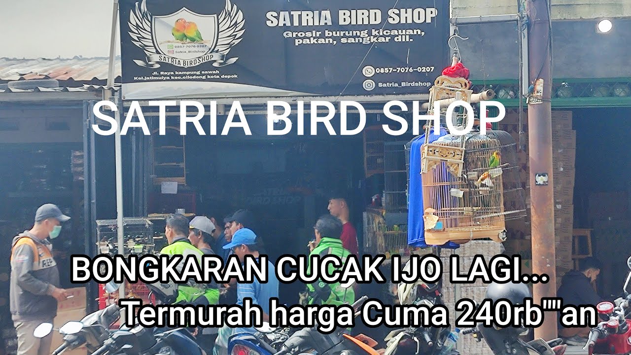 Update Bongkaran cucak ijo dan konin Satria bird shop Selasa 02/07/2024 ...