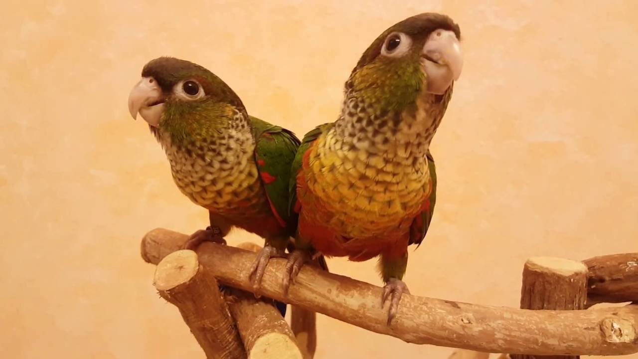 Opaline Black Capped Conures 8-20-2016 - YouTube