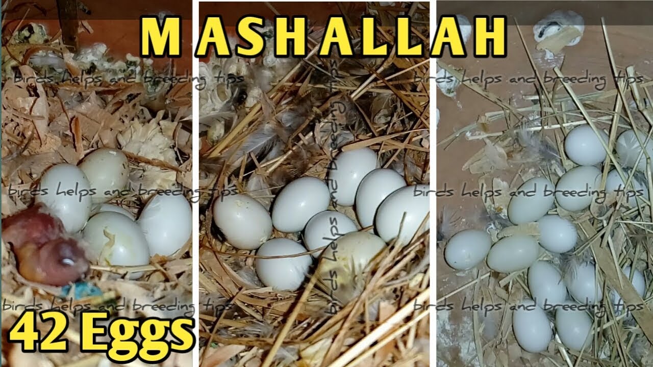 Zebra Finch Egg Size