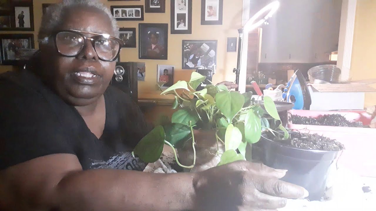 PLANT CARE, GATHER PLANTS TOGETHER - YouTube