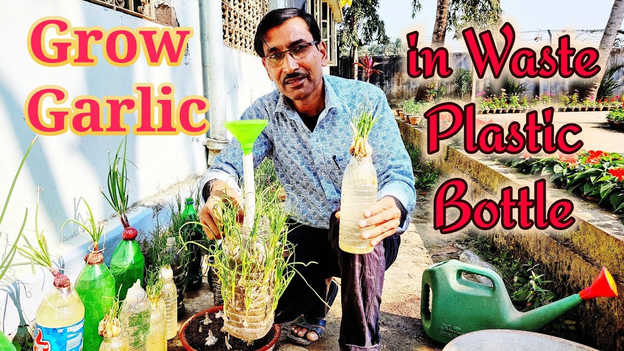 Grow Garlic in Waste Plastic Bottle - YouTube