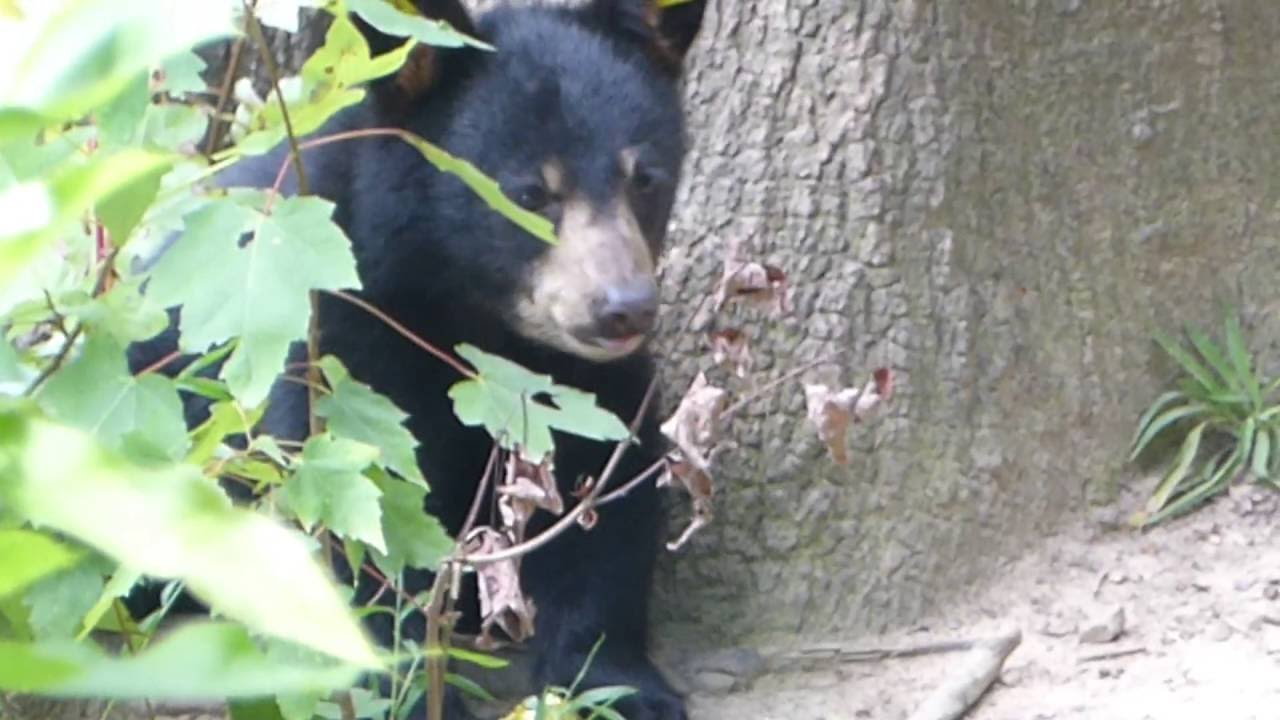 Eliza Bear, Crows and Pears- August 17, 2016 - YouTube