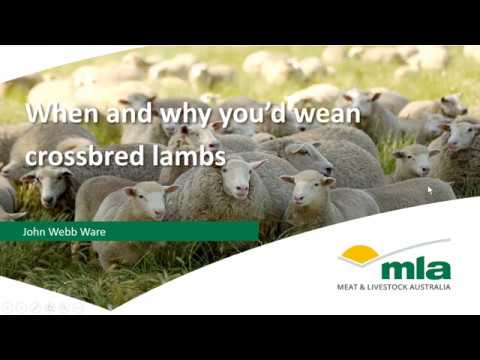 When to wean crossbred lambs | Sheep Productivity and Profitability ...