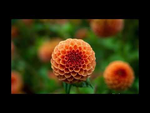 Kızım Gül 🌹🌷