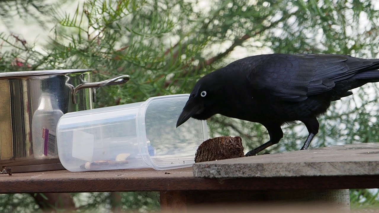 Australian Raven eating food 30/10/2020 - YouTube