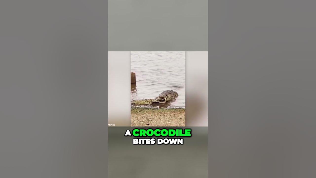 Crocodile Cannibalism A Brutal Battle of Apex Predators Caught on ...