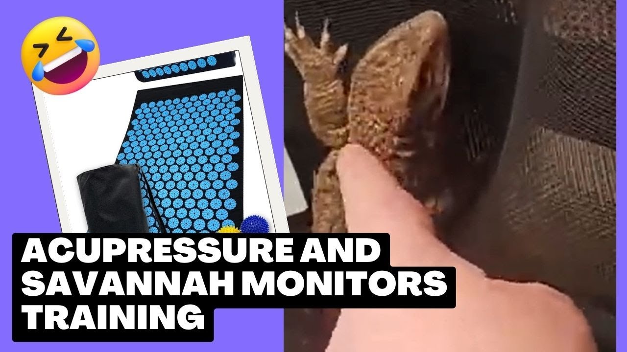 Savannah Monitors choice based handling training (Part 1) and ...