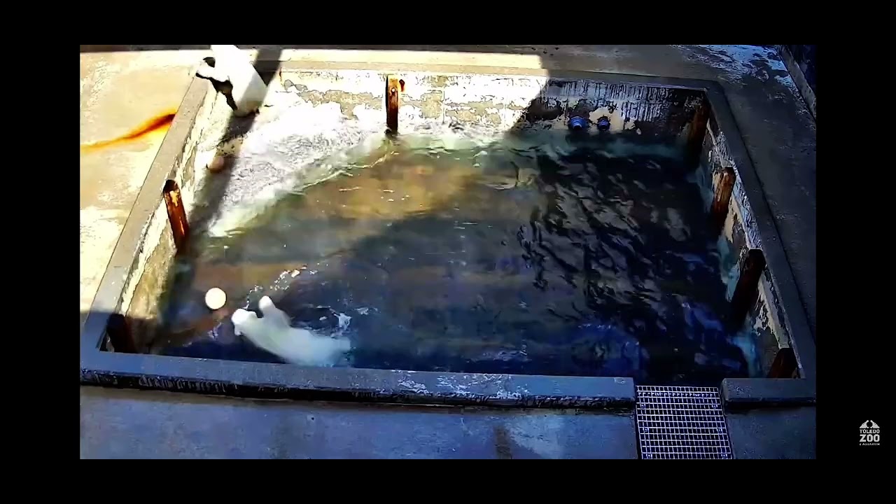 April 11, 2023 - Polar Bear Cubs playing at the Toledo Zoo Cub Pool ...