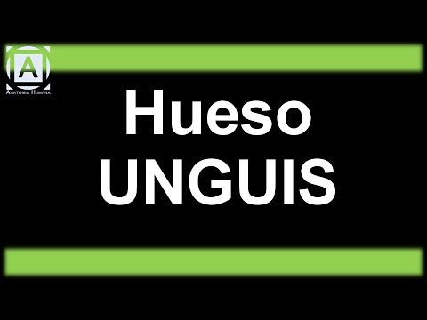 Hueso Unguis - YouTube