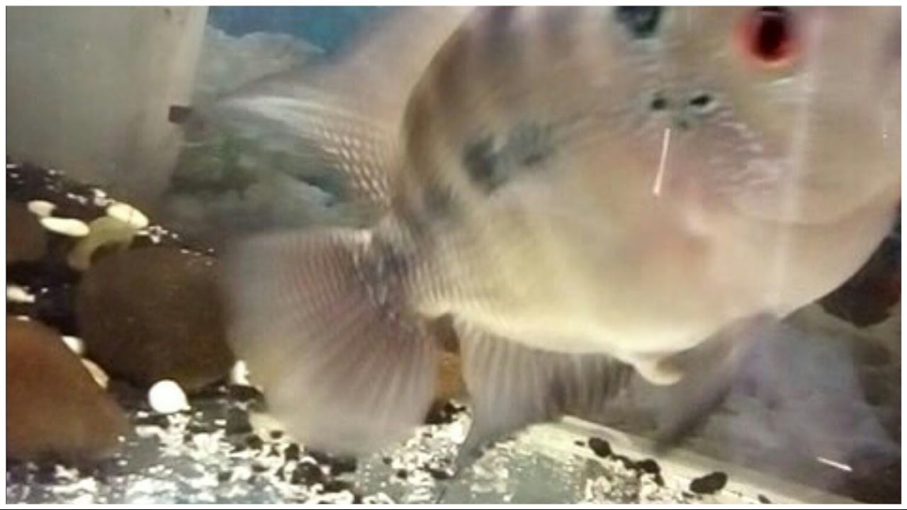 It's time the male flowerhorn is paired with the female HD - YouTube