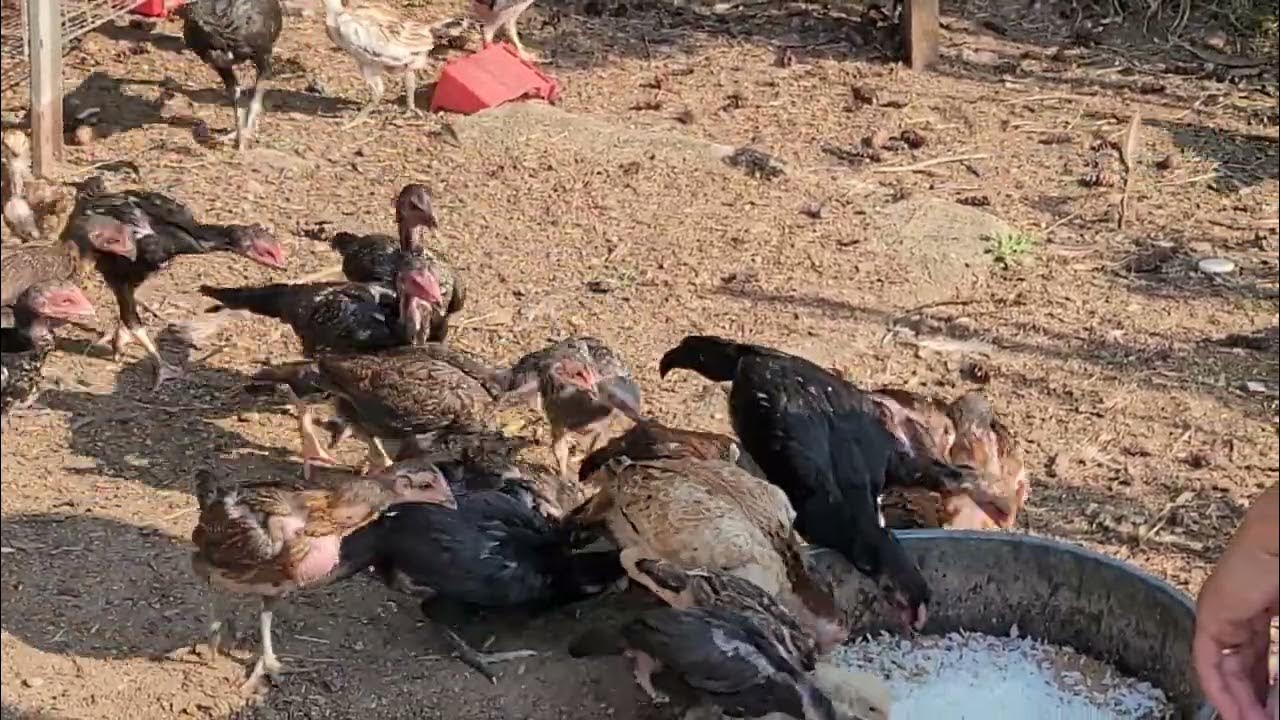 MUS PUB ME NYUAM QAIB THAIB QAIB EJ 6/27/2023 - YouTube