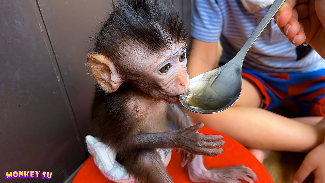 Monkey Su is cute when she eats the bird's nest her mother made - YouTube