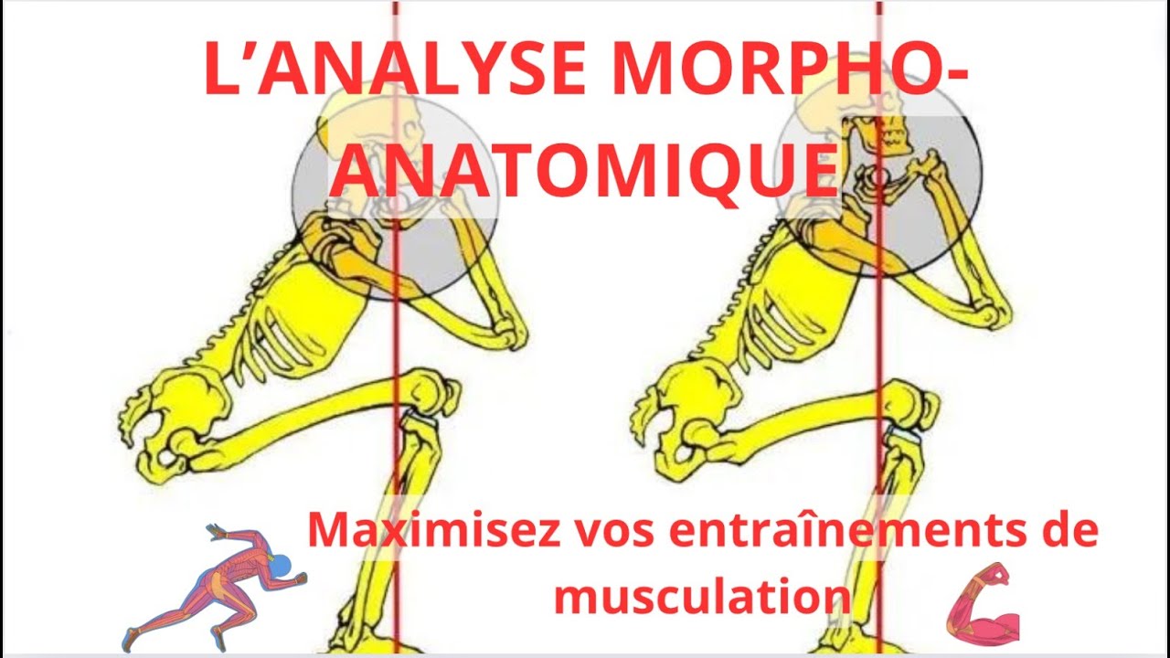 MAXIMISEZ VOS ENTRAINEMENTS DE MUSCULATION AVEC L'ANALYSE MORPHO-ANATOMIQUE - YouTube