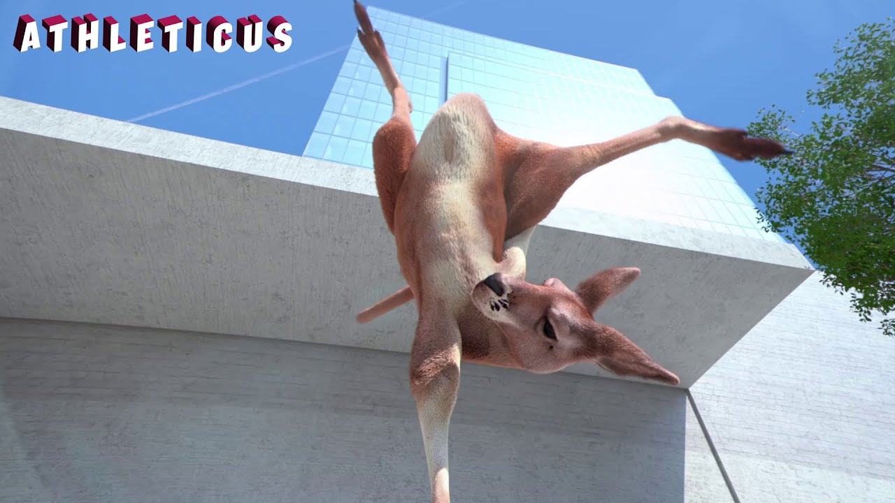 Dance lessons | Athleticus | Sport animals | Cartoon in English - YouTube