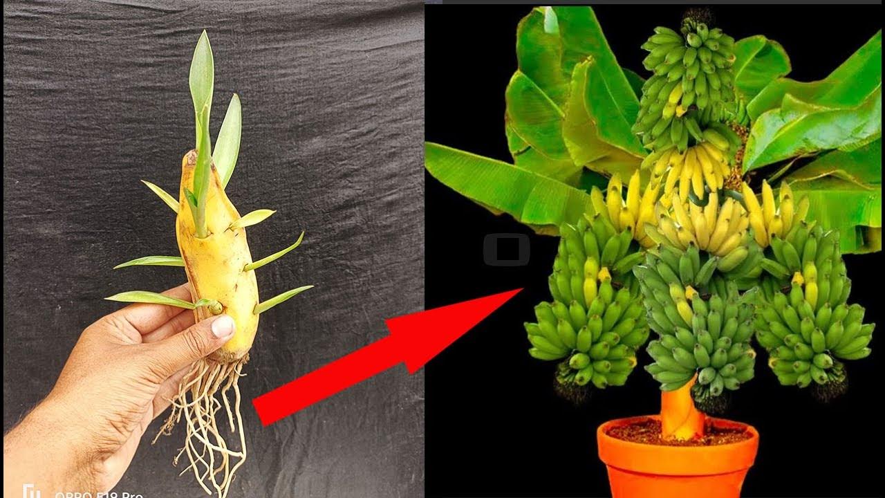 Great Technique For Grafting Banana Tree Growing fast with aloe vera | How to grow banana trees ...