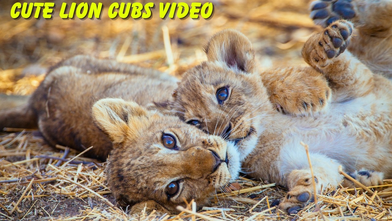 Cute Lion Cubs Playing Video - YouTube