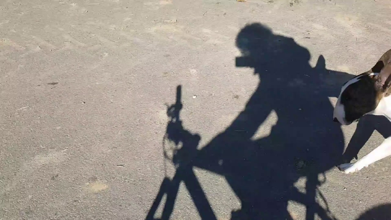 Ares el perro Fortachon Bull Terrier agresivo pelea bicicleta - YouTube