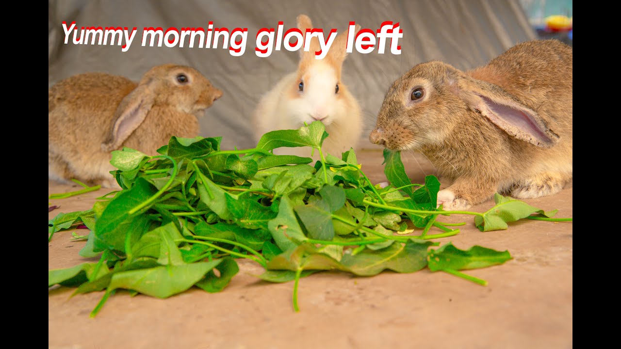 Wow Rabbit eating morning glory letf with flower #pets - YouTube