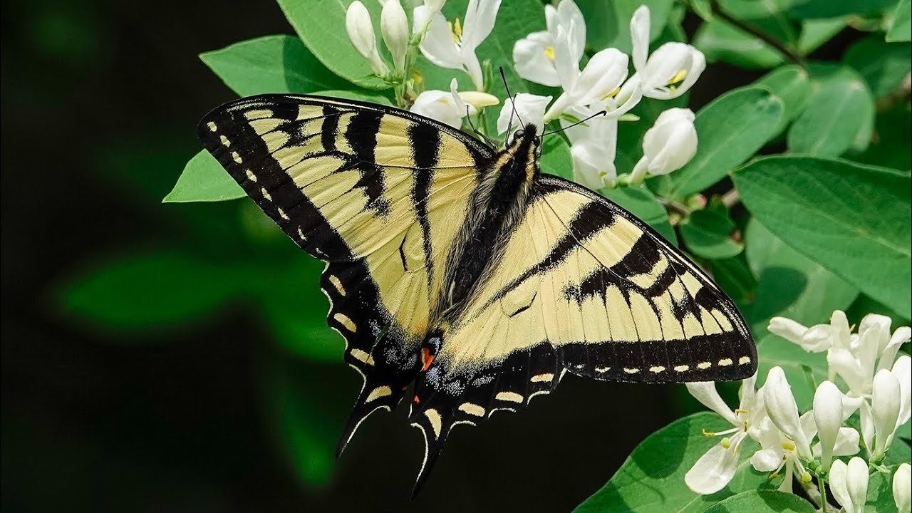 Canadian Tiger Swallowtail: Identification (7 June 2025) - YouTube