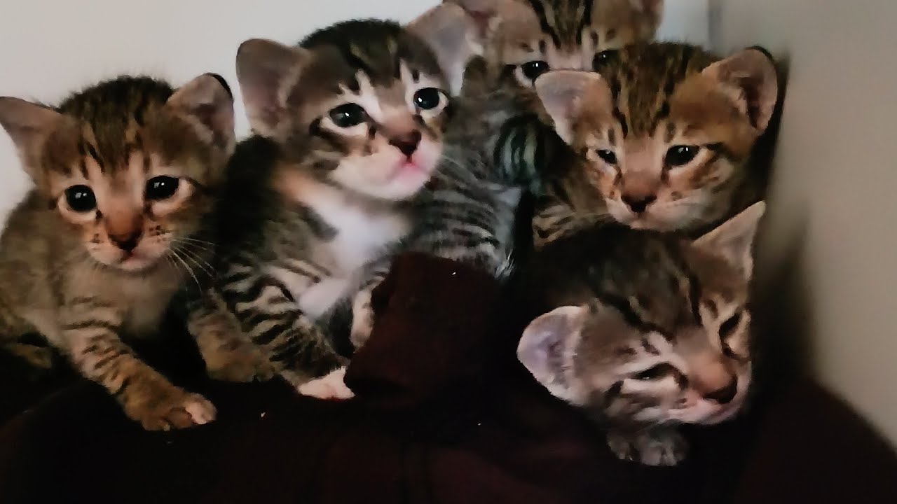 Adoption Appeal: 5 Precious Kittens! 💕🐾 - YouTube