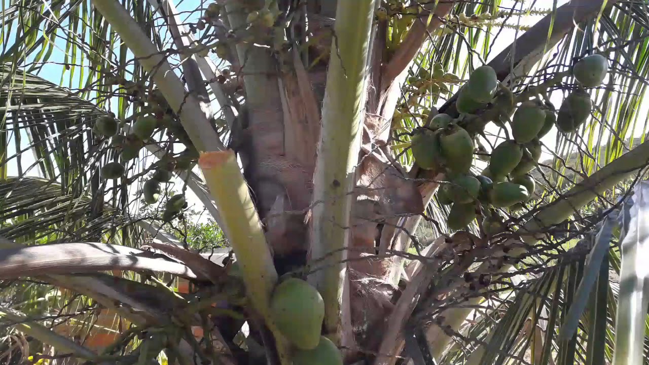 Dicas para o seu coqueiro começar a produzir! - YouTube
