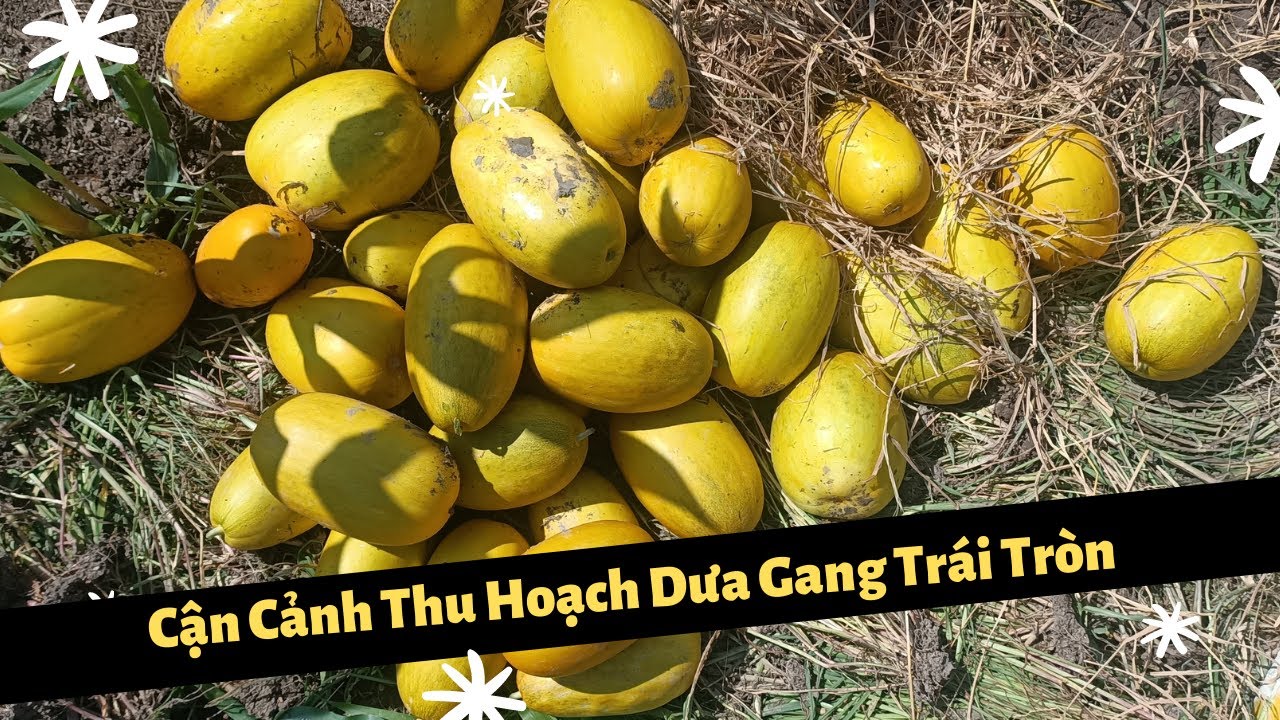 Trồng Dưa Gang Mùa Mưa | Cận Cảnh Thu Hoạch Dưa Gang Trái Tròn - YouTube