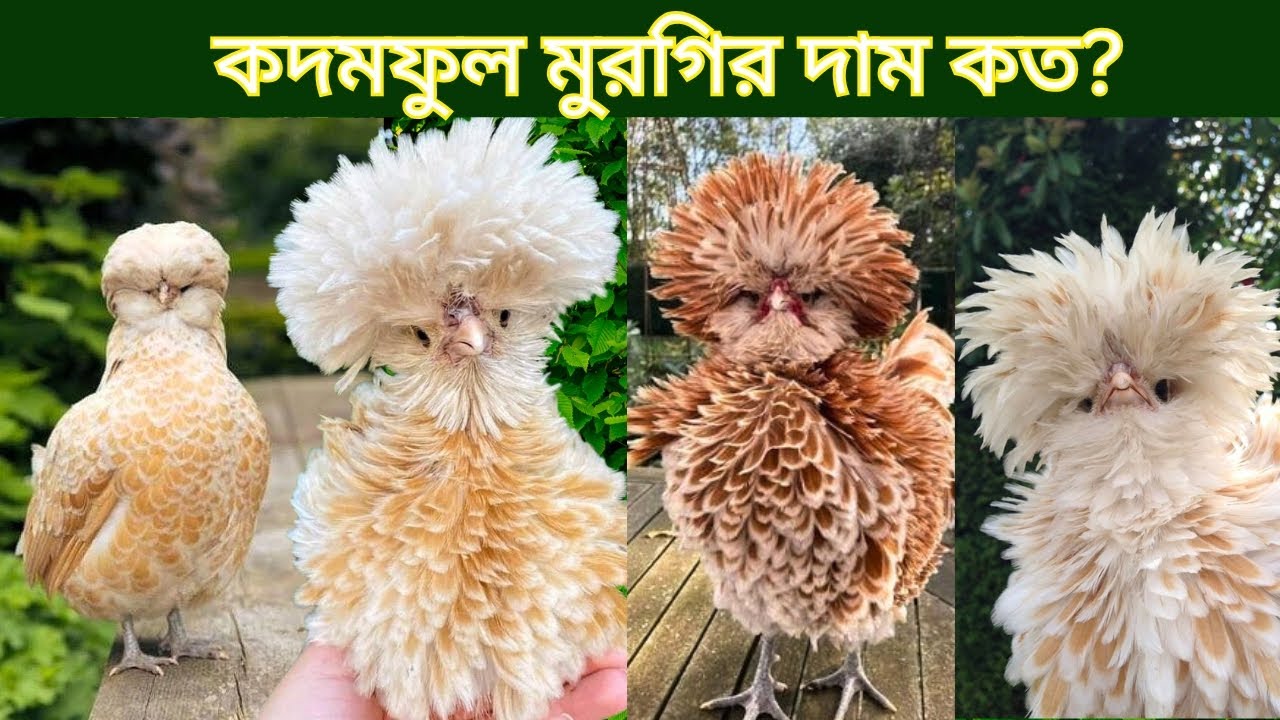 কদম ফুল মুরগির এর দাম কত? -Buff Laced Polish Chicken price in Bangladesh/India- Pets Paradise ...