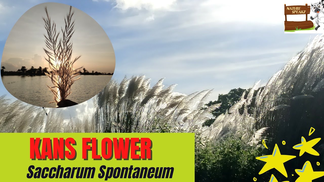 Kans Flower || Kasatandi Flower || Nature Speakz - YouTube