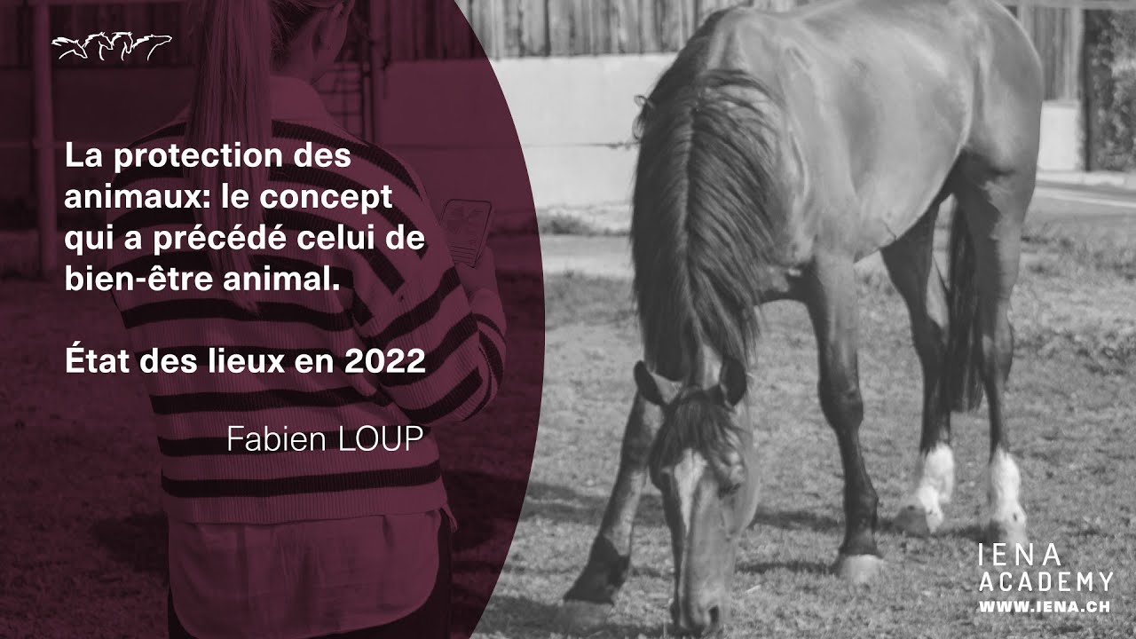 Comment évaluer le bien-être du cheval? | Fabien Loup | La protection des animaux - YouTube