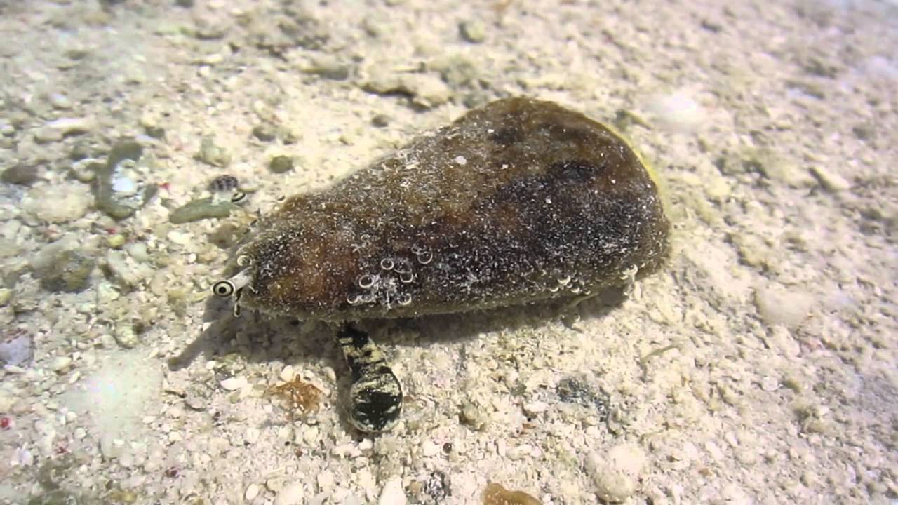Red-lipped stromb (Strombus luhuanus) - YouTube