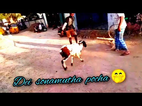 keda Virpanaiku💙 #Madurai muttu keda🐏 - YouTube