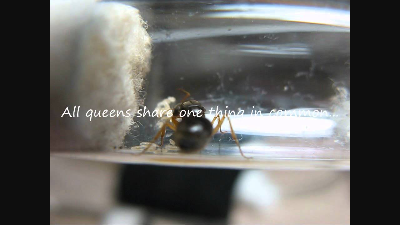 Identifying Queen Ants (Part1) - YouTube