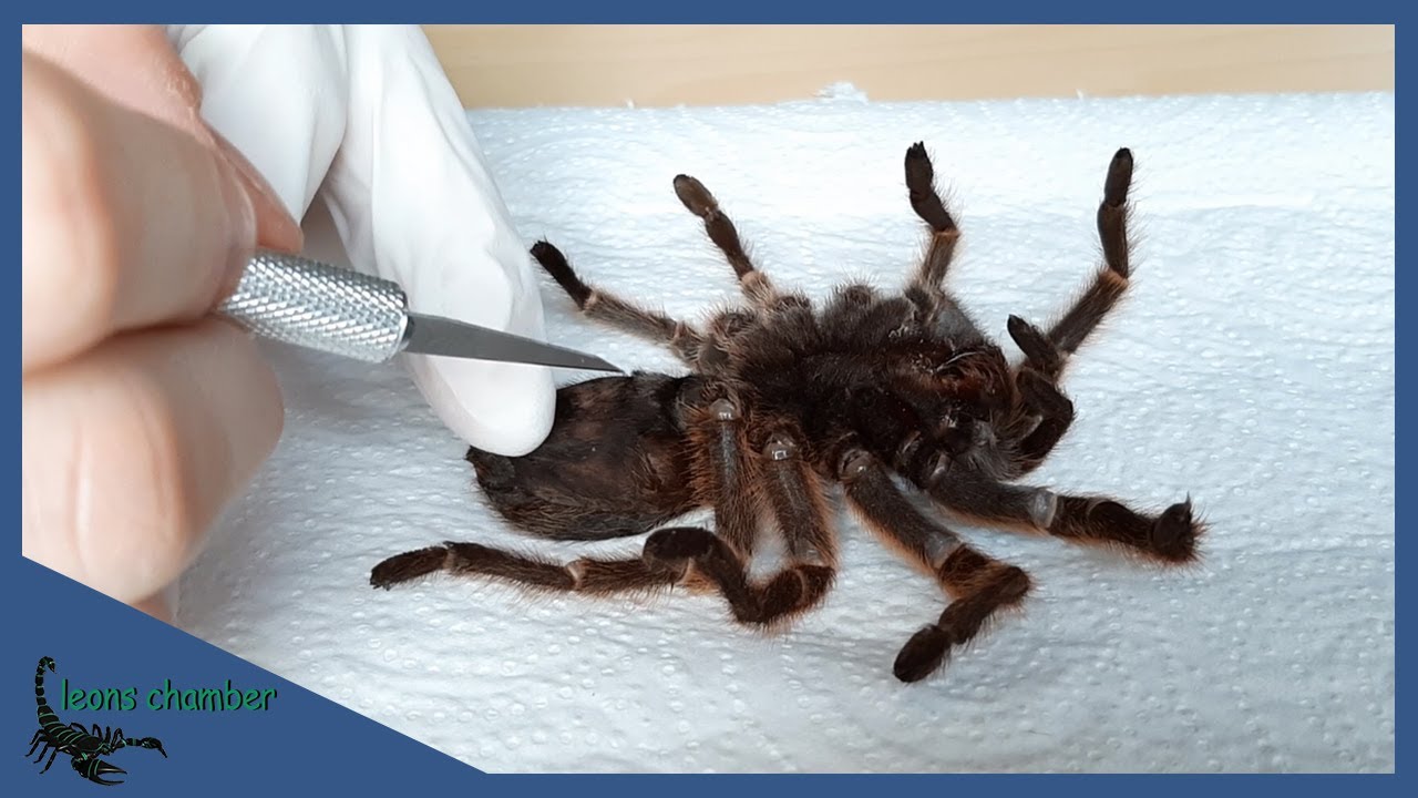 How to Tarantula Taxidermy | Preserving a dead Tarantula (Grammostola ...