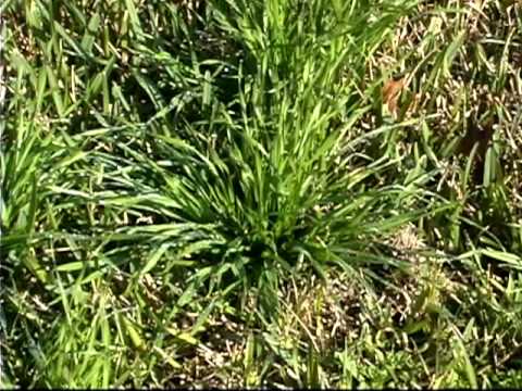 Winter Weeds.mp4 - YouTube