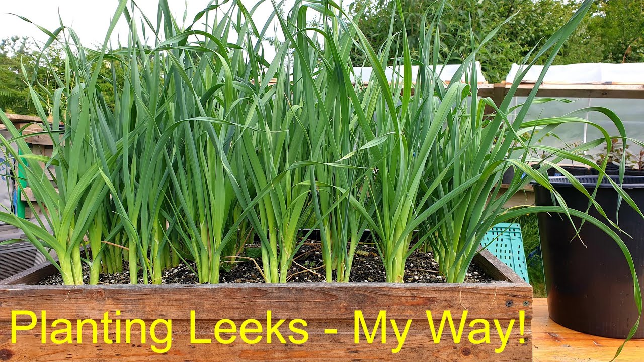 Planting out the Musselburgh Leeks - My Way! - YouTube