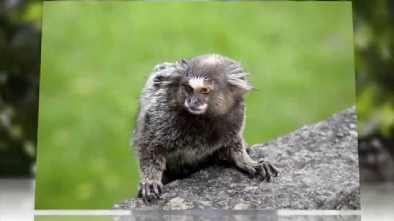 Heartbreaking Video of Monkey Comforting Its Mate Raises Questions ...