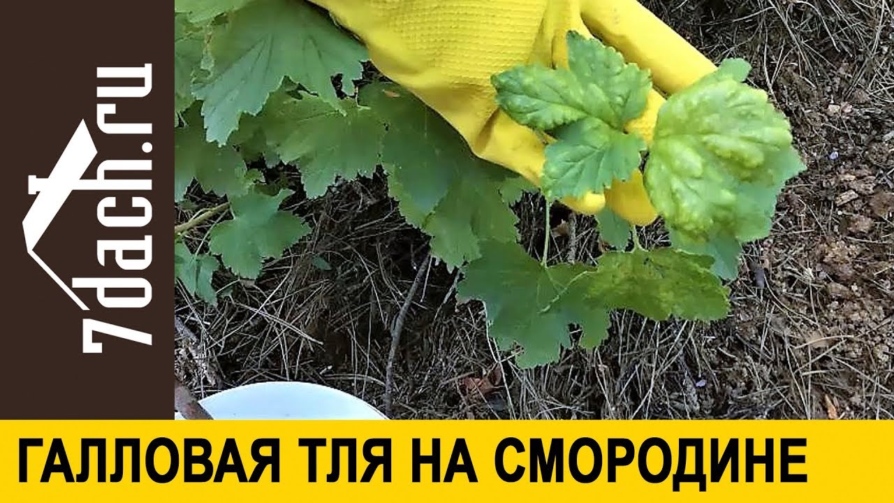 🌿 Галловая тля на смородине - опасный враг! - 7 дач - YouTube