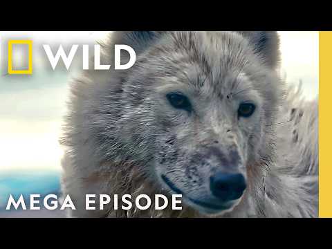 Investigating the Worlds of Apes, Polar Bears, & White Wolves | MEGA Episode | Nat Geo Animals