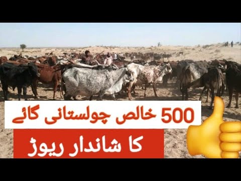 Over 500 cows pure cholistani rathi herd of Samma tribe in tehsil Marot ...