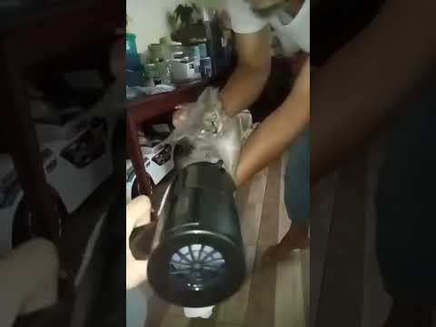 pagi Jum'at kalau habis BAB kucingnya di Cebokin biar ga Bau guys 🙏
