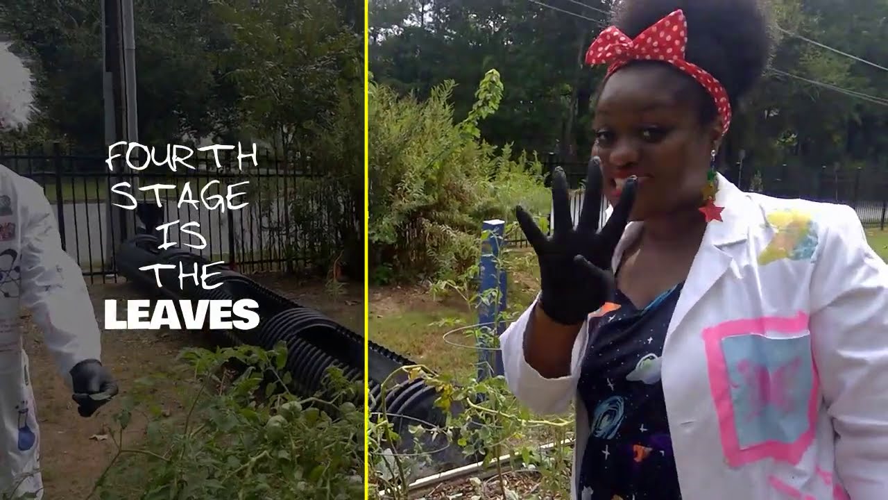 Adventures With Miss Bizzle-Plant Life Cycle - YouTube