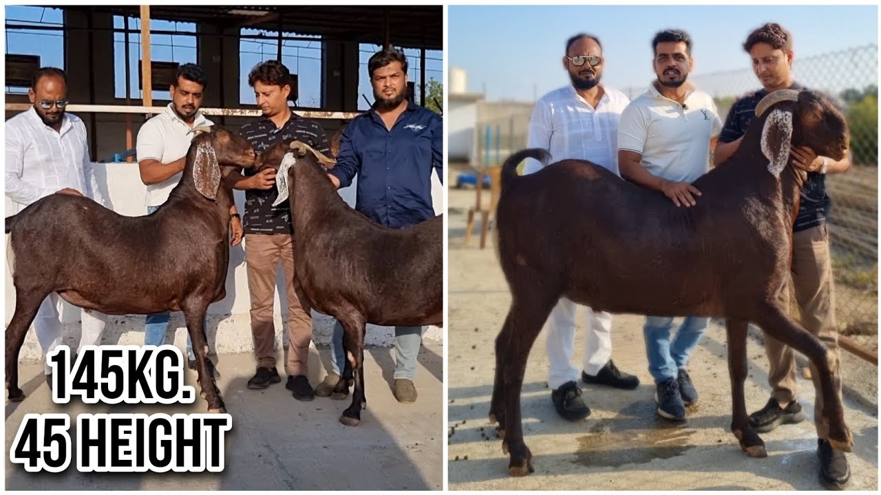 145 kg Ka Bada Bakra at legend Goat FARM Padga by Asif STD STAR GOATS ...