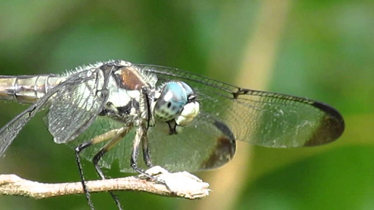 Dragonfly at Eastern Shore of Virginia National Wildlife Refuge ...